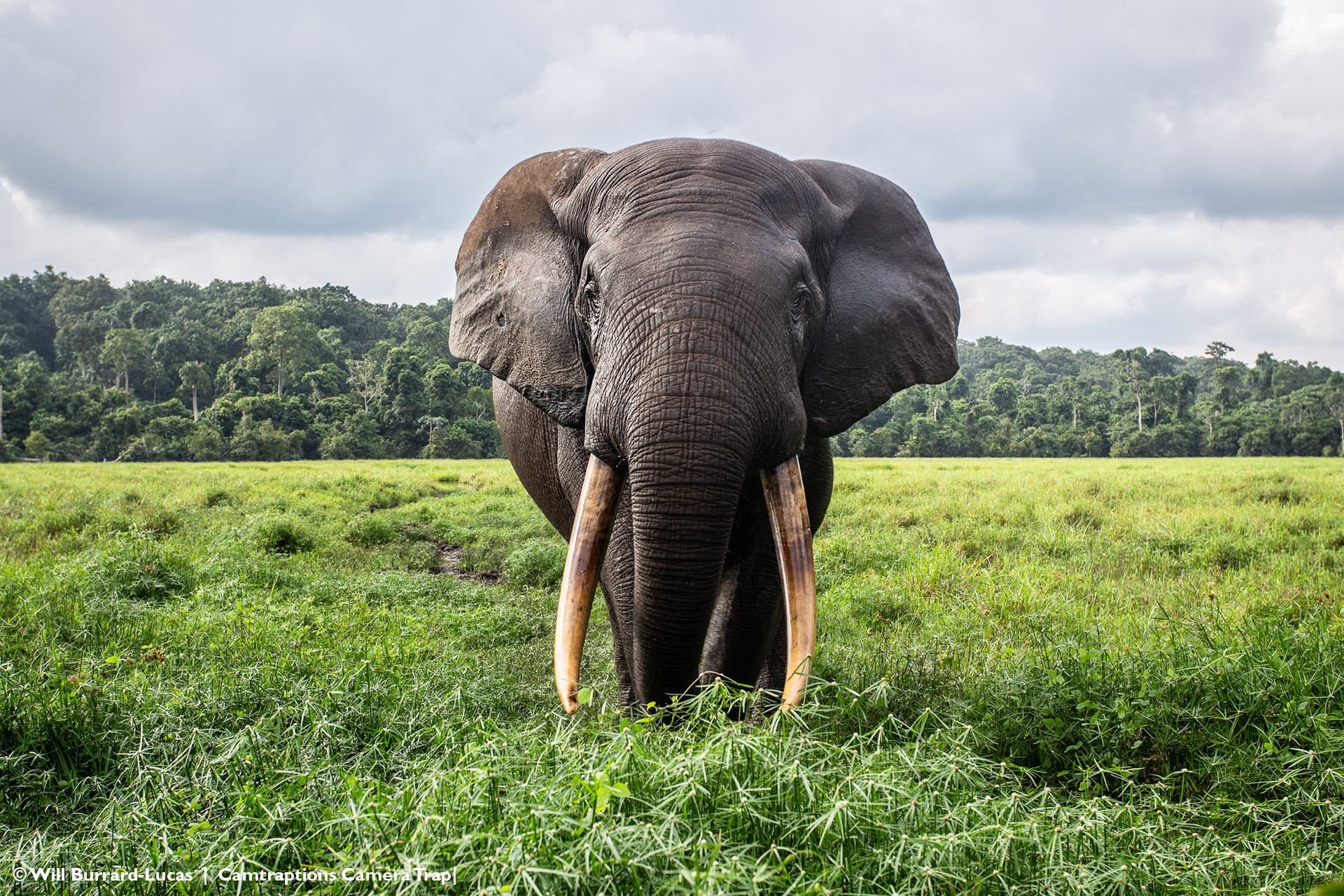 African forest elephants: new data reveal a clearer, urgent picture