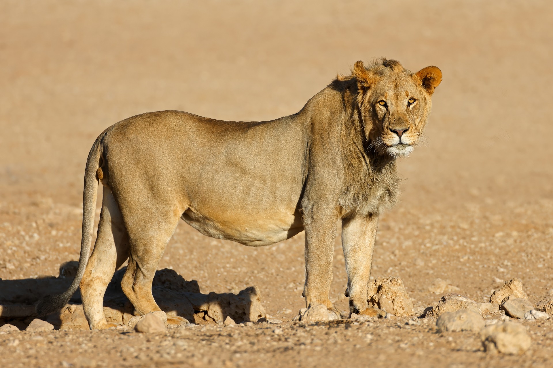 Targeted lion poaching for parts on the rise across Africa - Africa ...