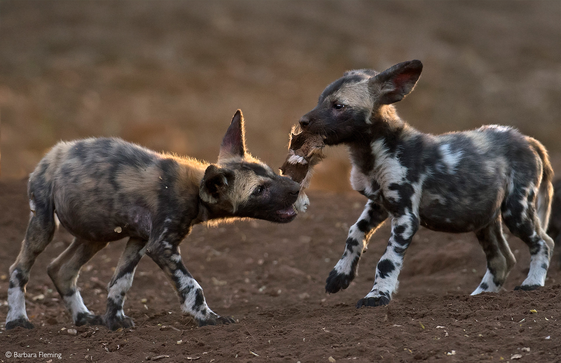 African wild dogs and the alpha dog myth